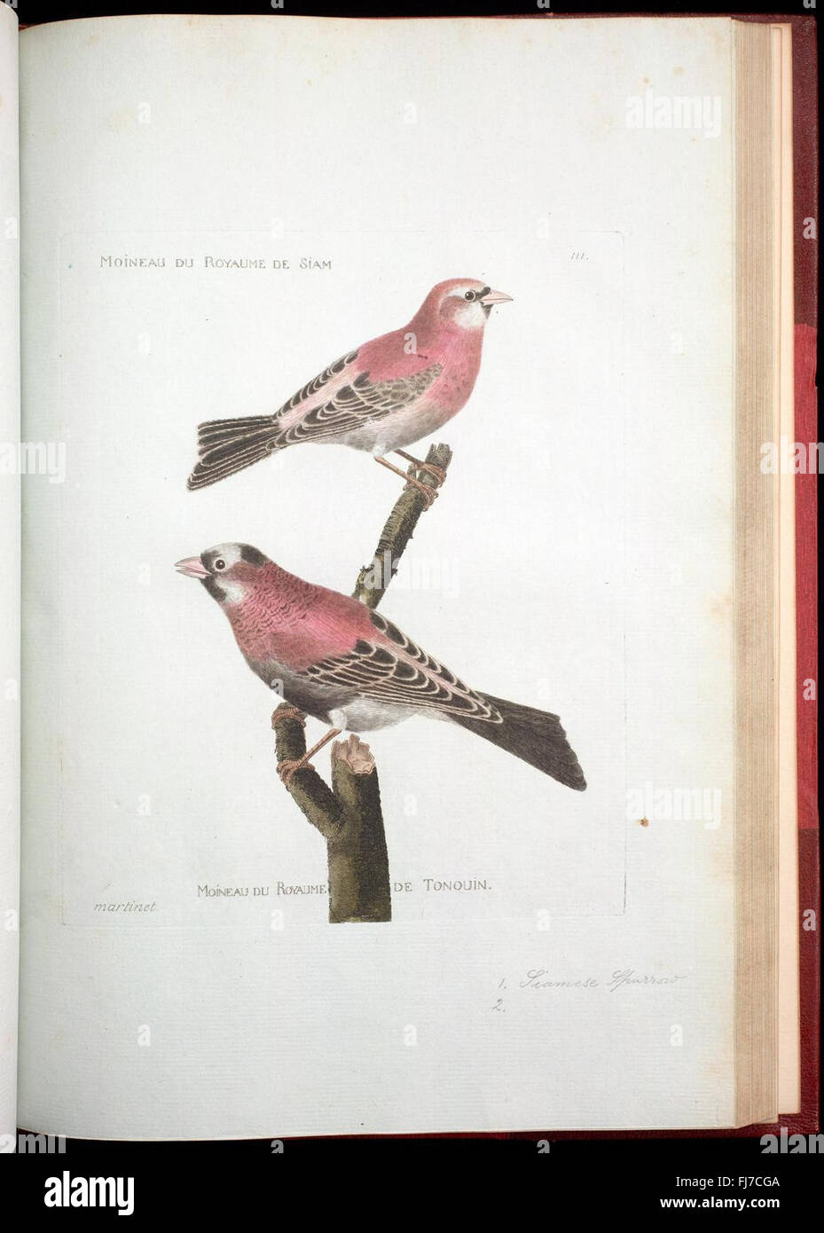 A page from an ornithology work focusing on the study of birds ...