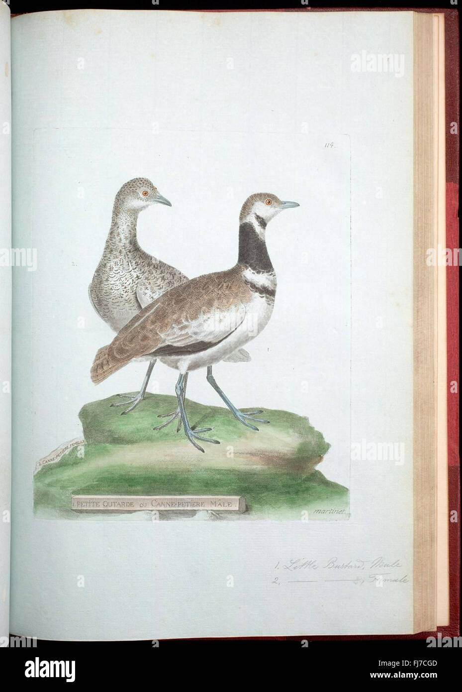 An ornithological study focused on bird species, accompanied by ...
