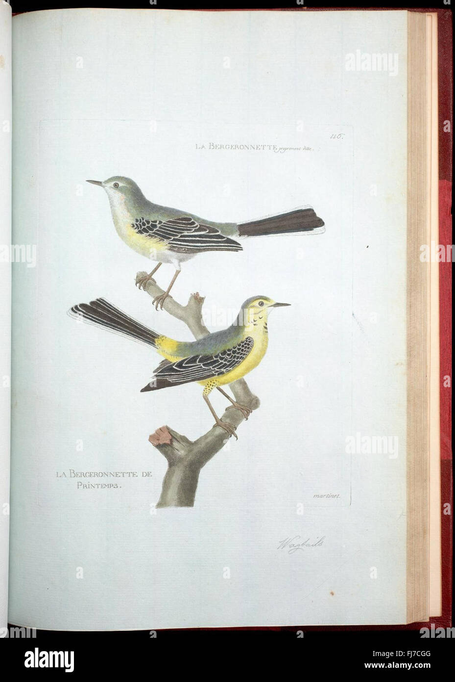 Further exploration of birds, focusing on specific species and ...