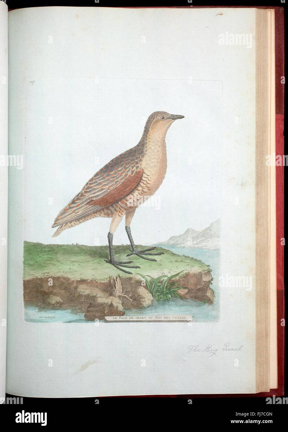 An illustrated page from an ornithological work detailing bird species ...