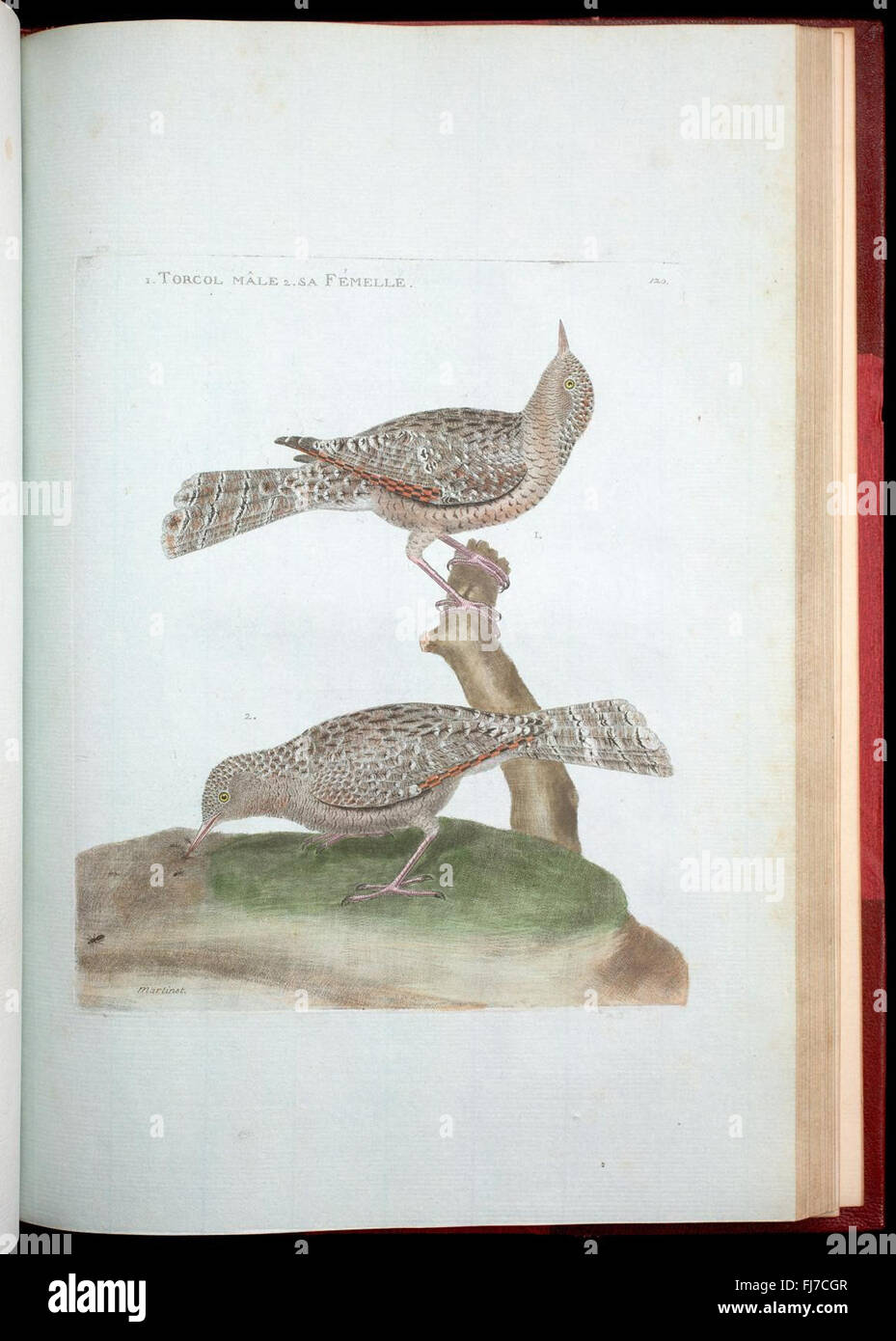 A detailed ornithological study from a collection of bird illustrations ...
