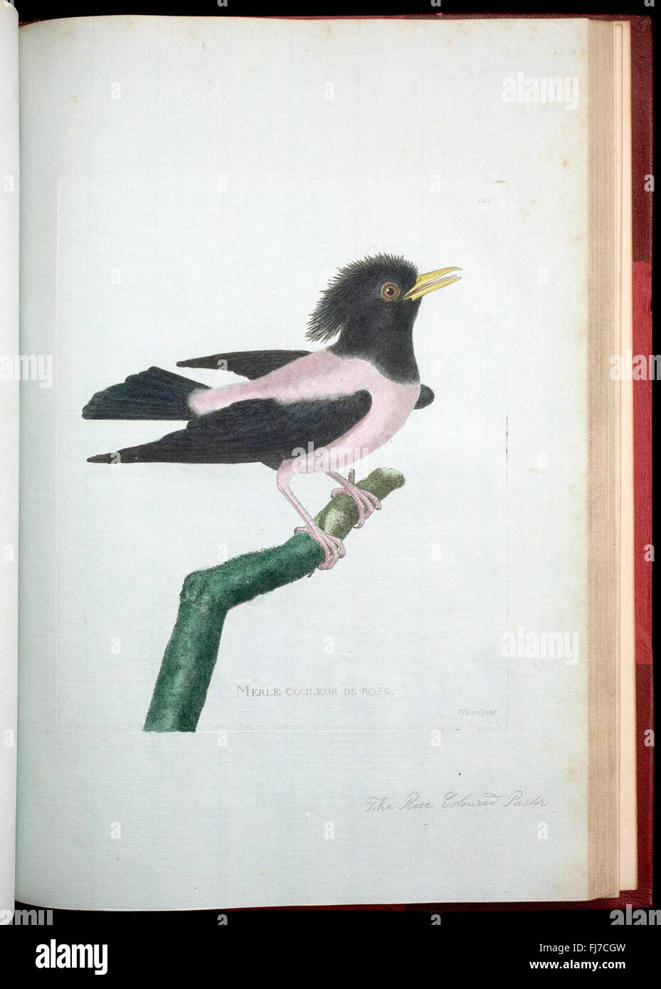 A page from a detailed ornithological work, featuring bird species ...