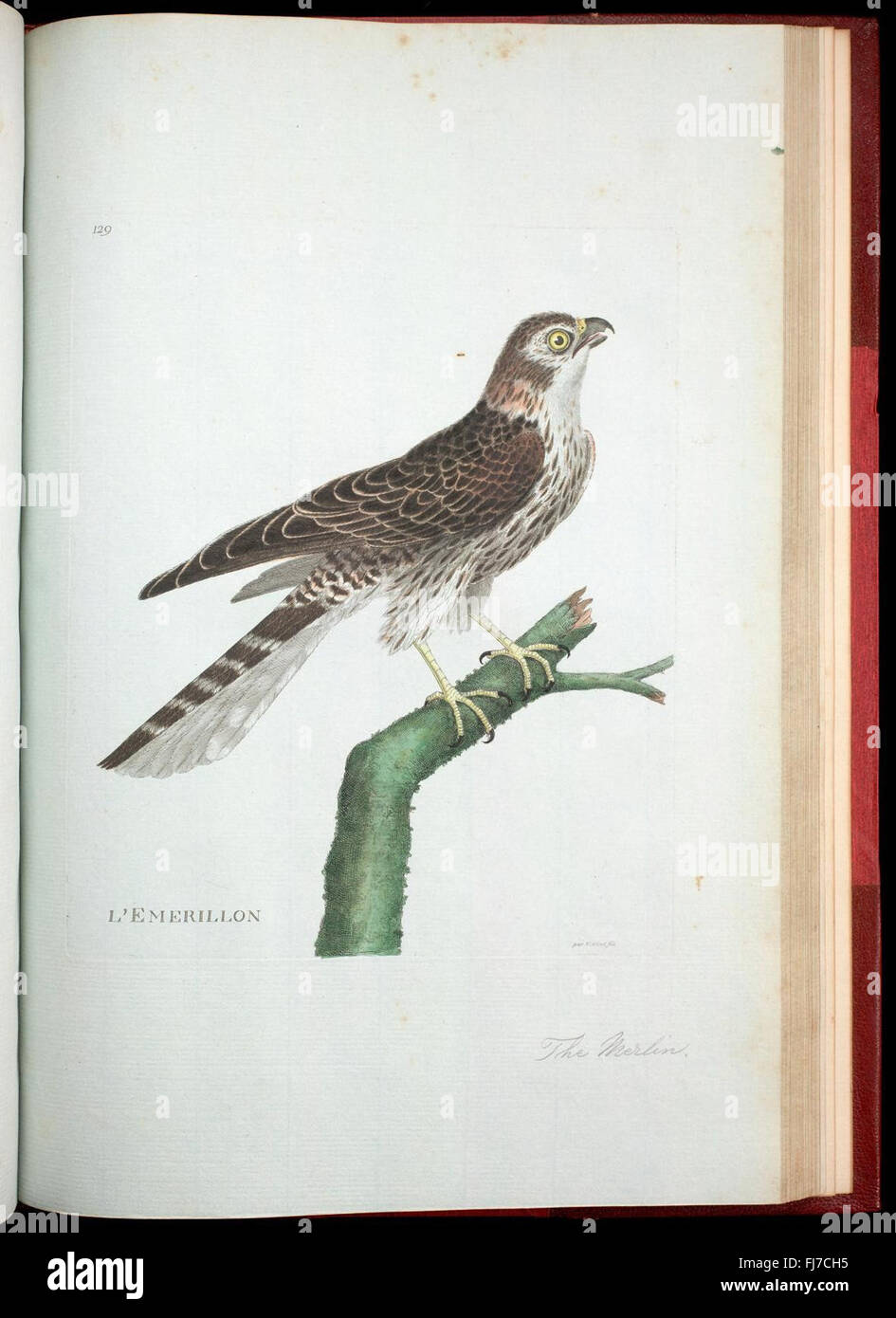 A page from an ornithological work, showcasing various bird species ...