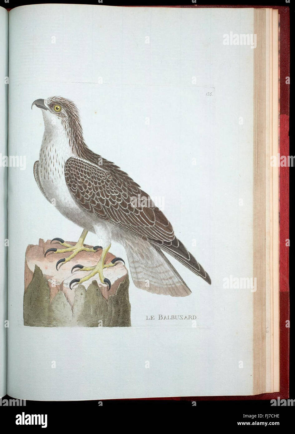 An ornithological work focusing on the classification and study of bird ...