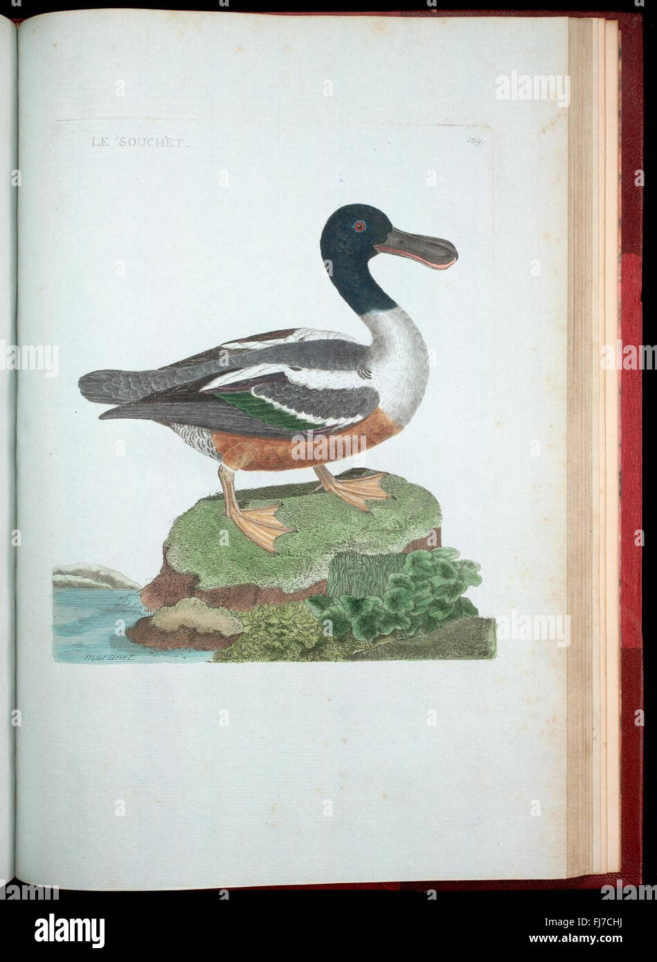 Illustration from 'Ornithologie' depicting various bird species and ...