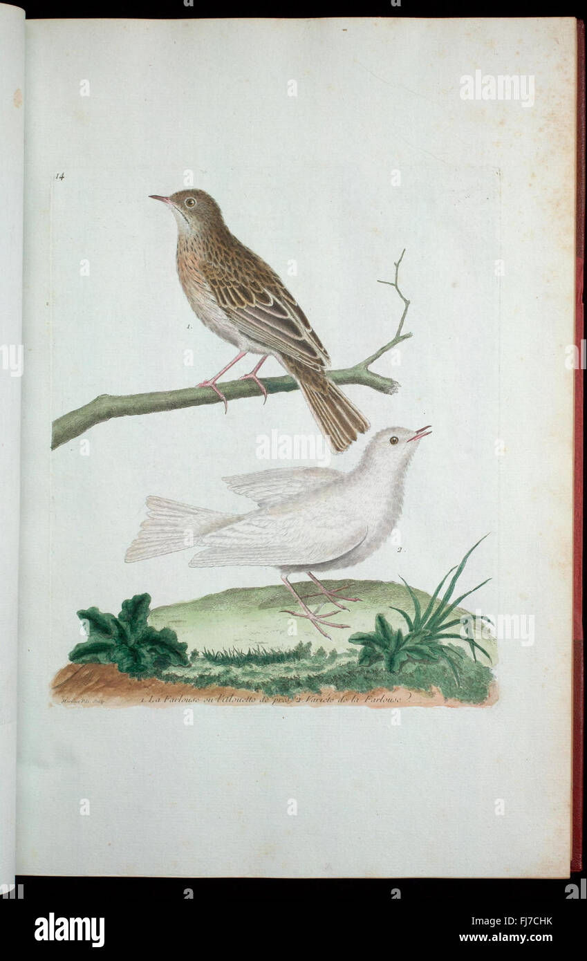 Understanding bird species hi-res stock photography and images - Alamy