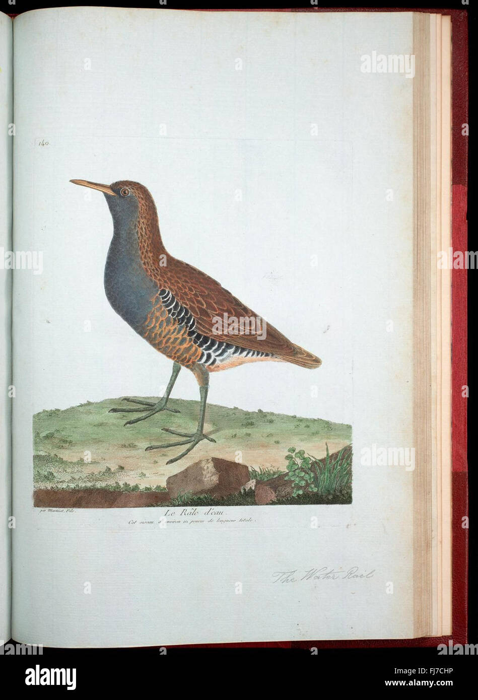 A work on ornithology, focusing on bird species and their ...