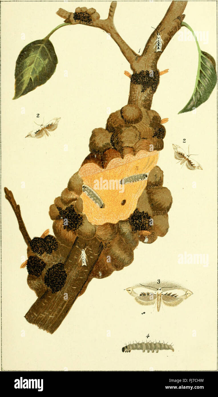 A guide to the destructive insect species in Victoria, detailing ...