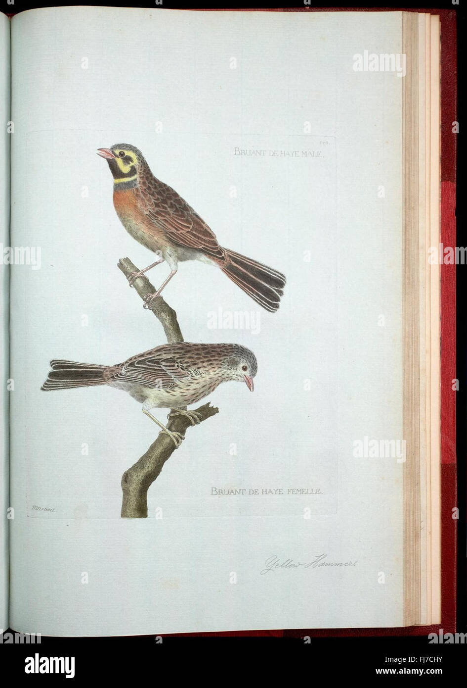 Featuring various bird species hi-res stock photography and images - Alamy