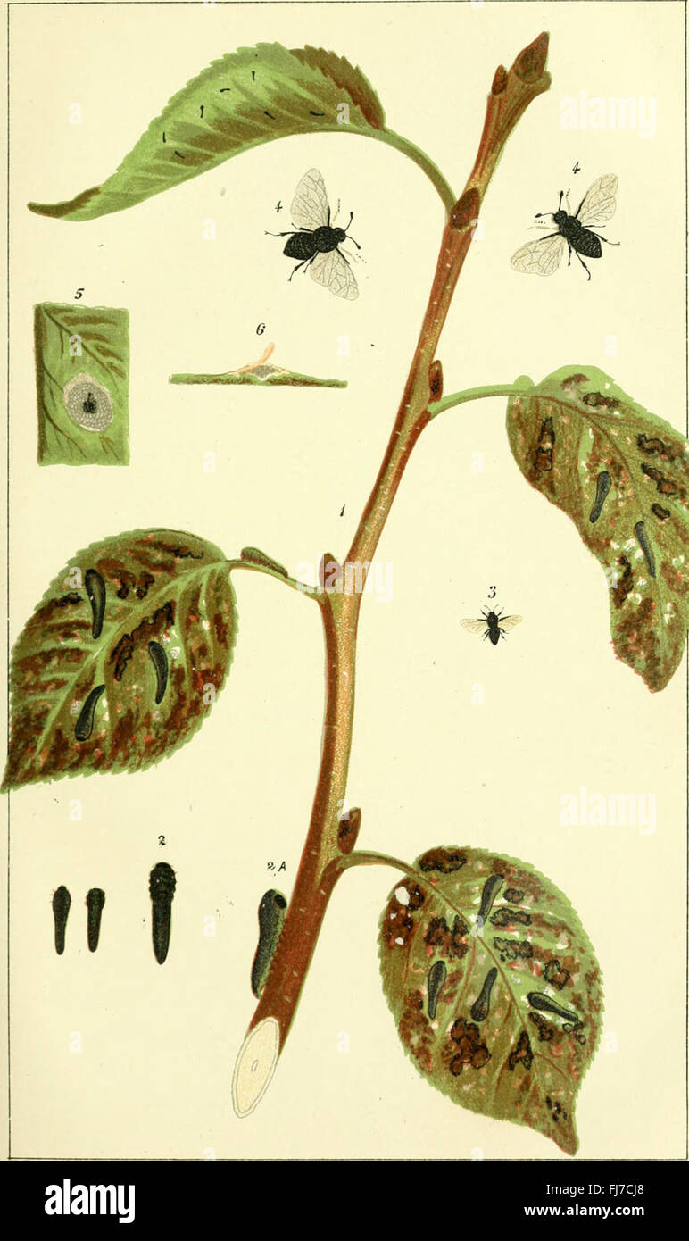 A Handbook of the Destructive Insects of Victoria (1891 Stock Photo - Alamy