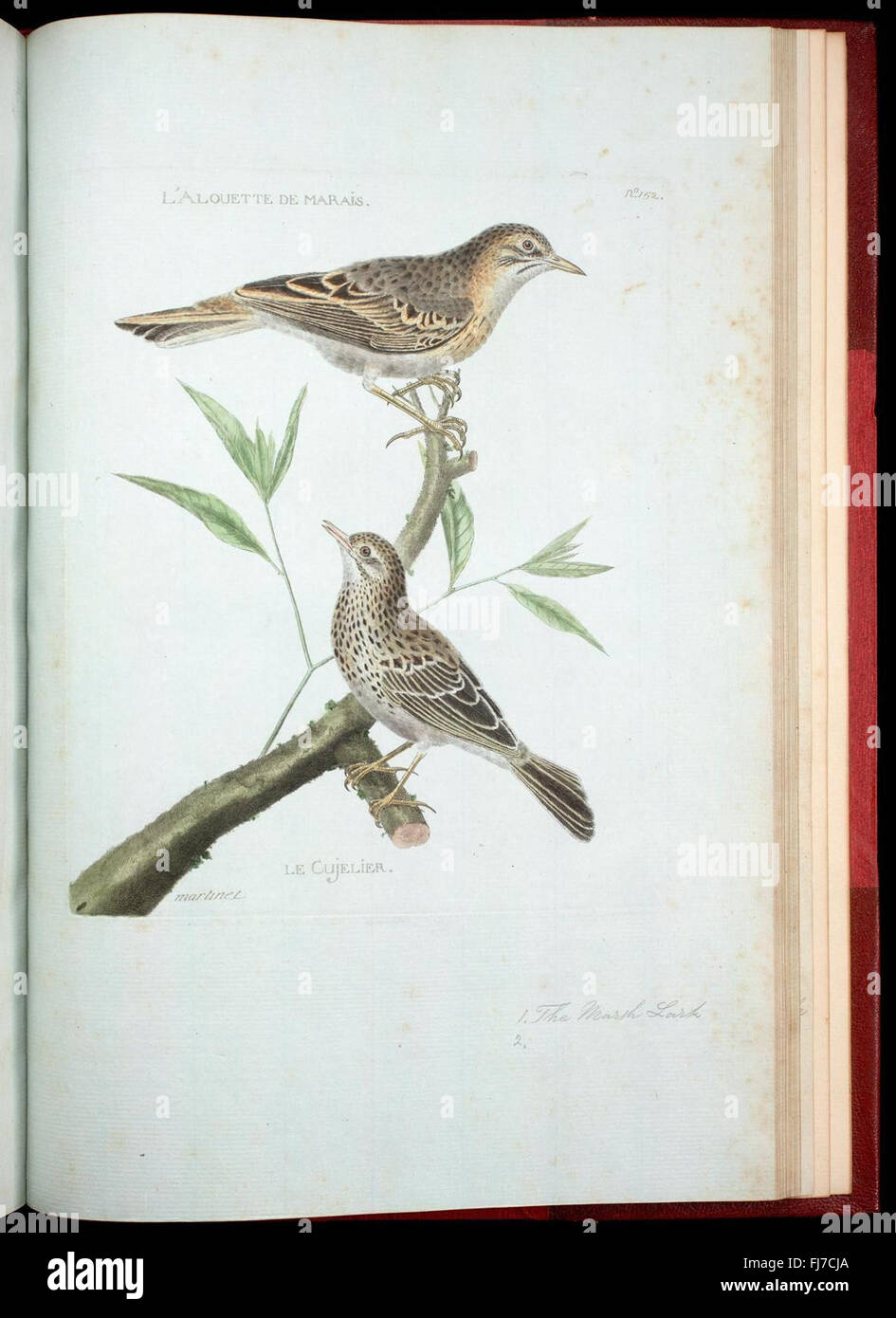 An ornithological study with illustrated depictions of various bird ...