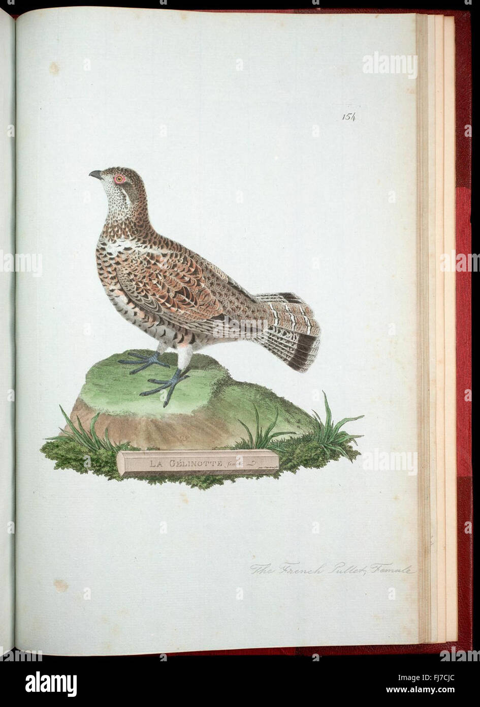 A visual guide to birds as depicted in the Smithsonian Institution ...
