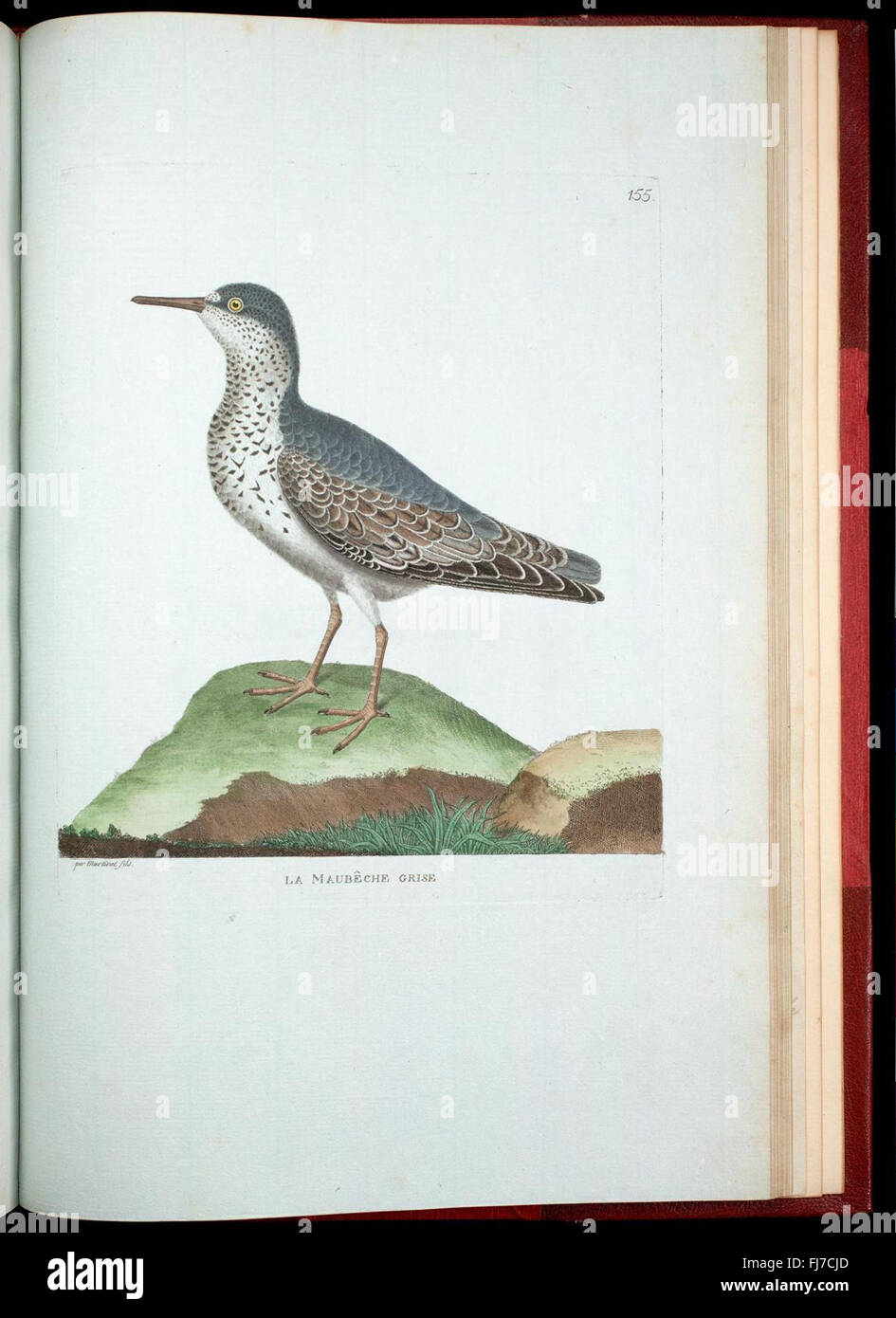 Ornithologie: A Visual Exploration of Birds and Their Habitats Stock ...