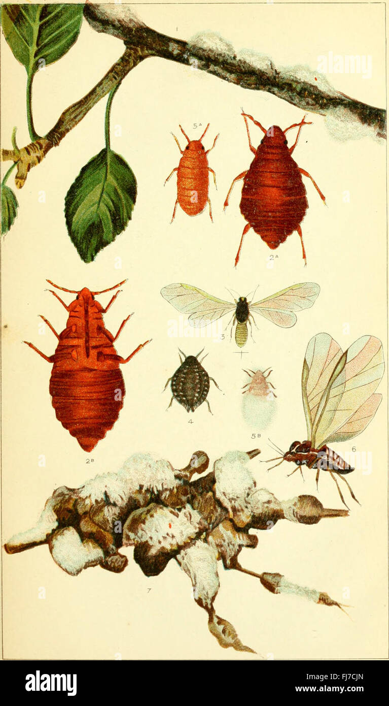 A Handbook of the Destructive Insects of Victoria Stock Photo - Alamy