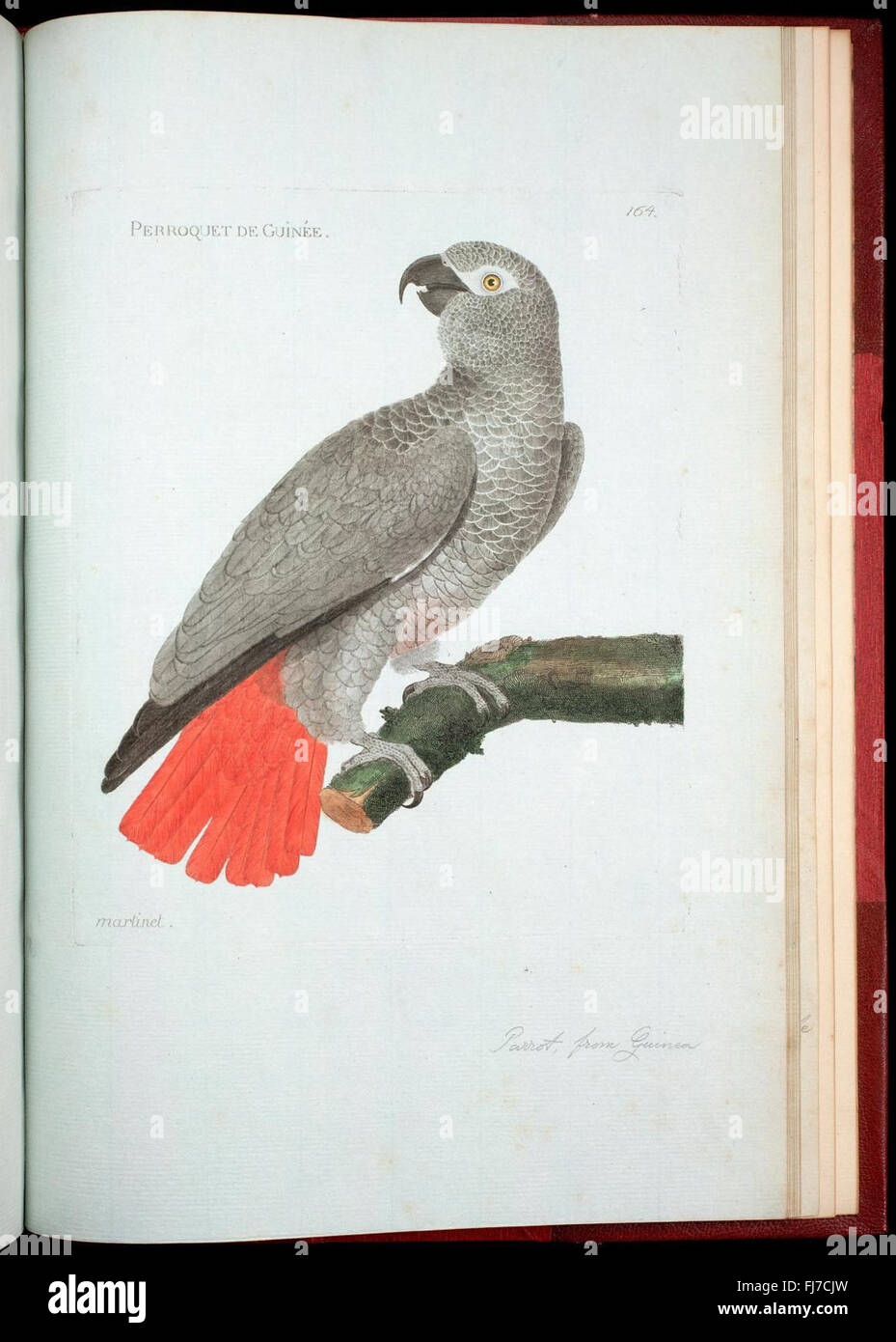 Pictorial bird studies hi-res stock photography and images - Alamy