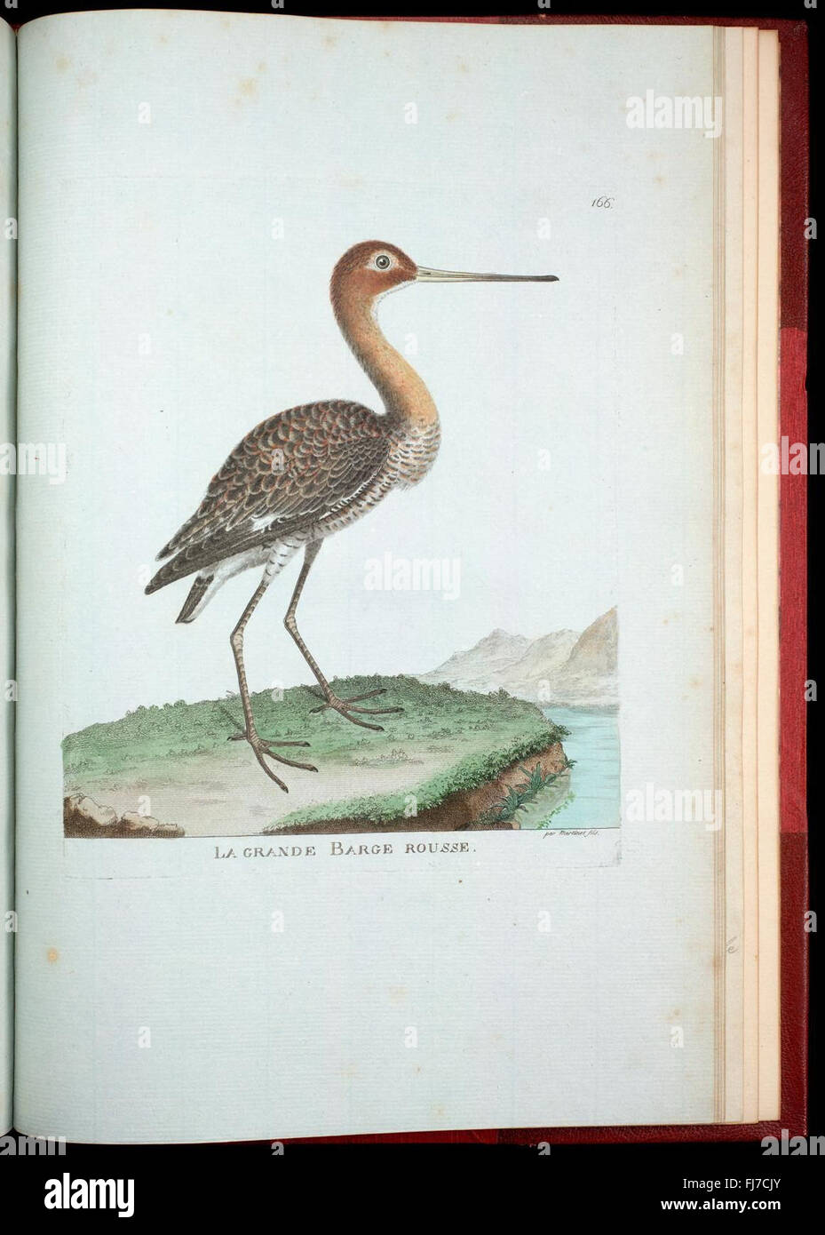 Birdwatching illustrations hi-res stock photography and images - Alamy