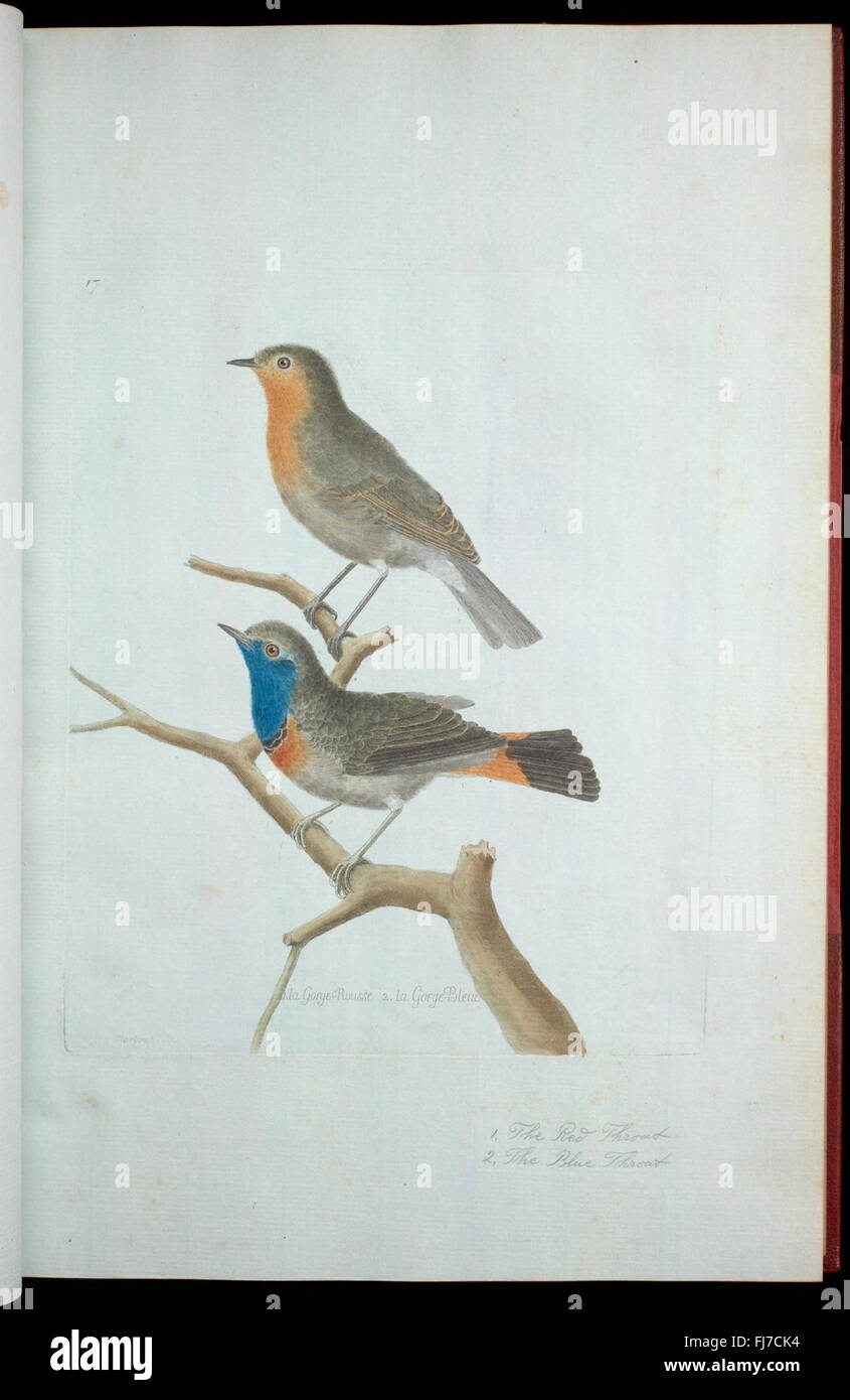 Ornithologie: A study of birds, focusing on species identification and ...