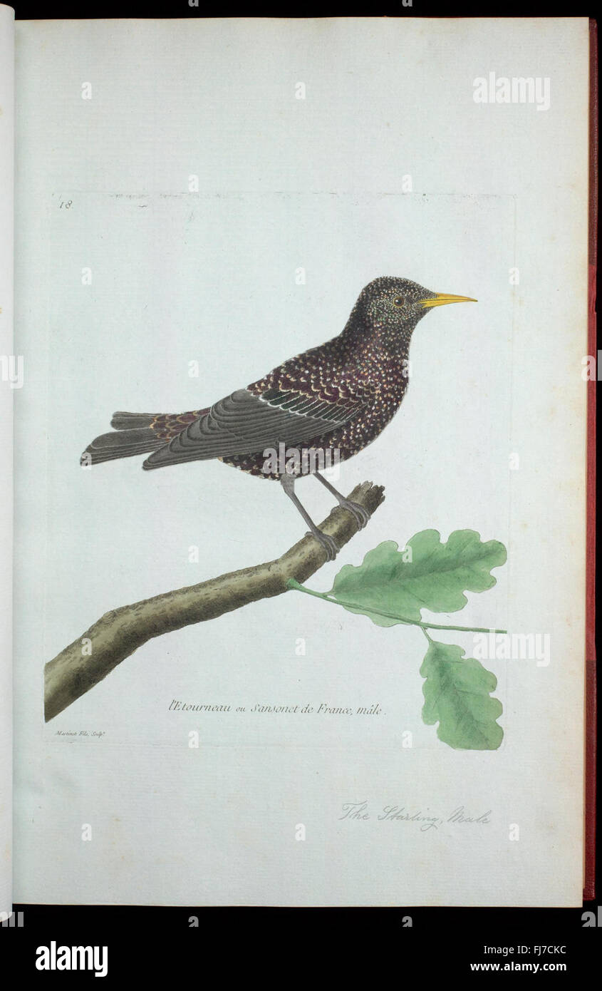 An ornithological study featuring birds from various regions, with ...