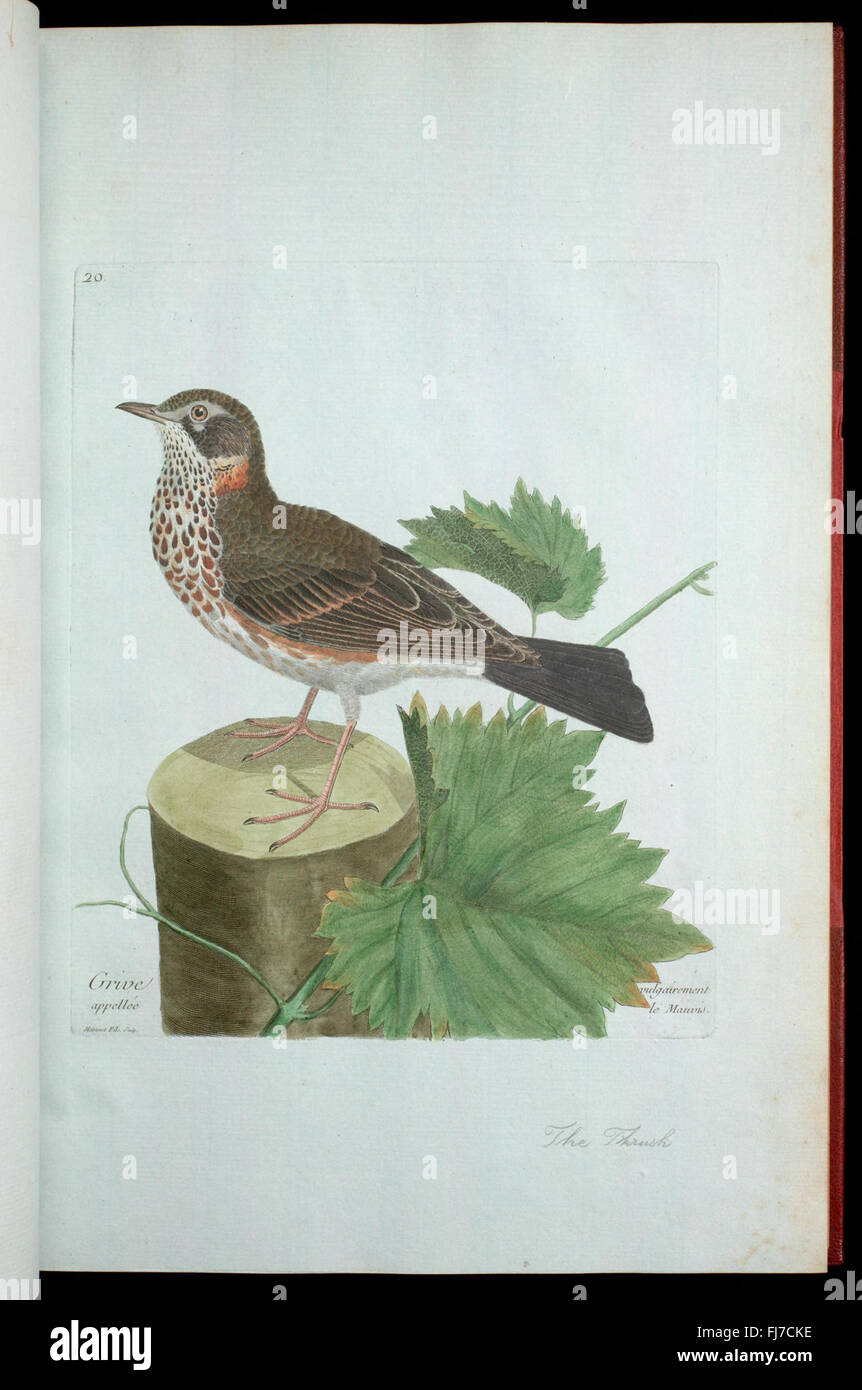 Illustrated ornithological work documenting various bird species, their ...