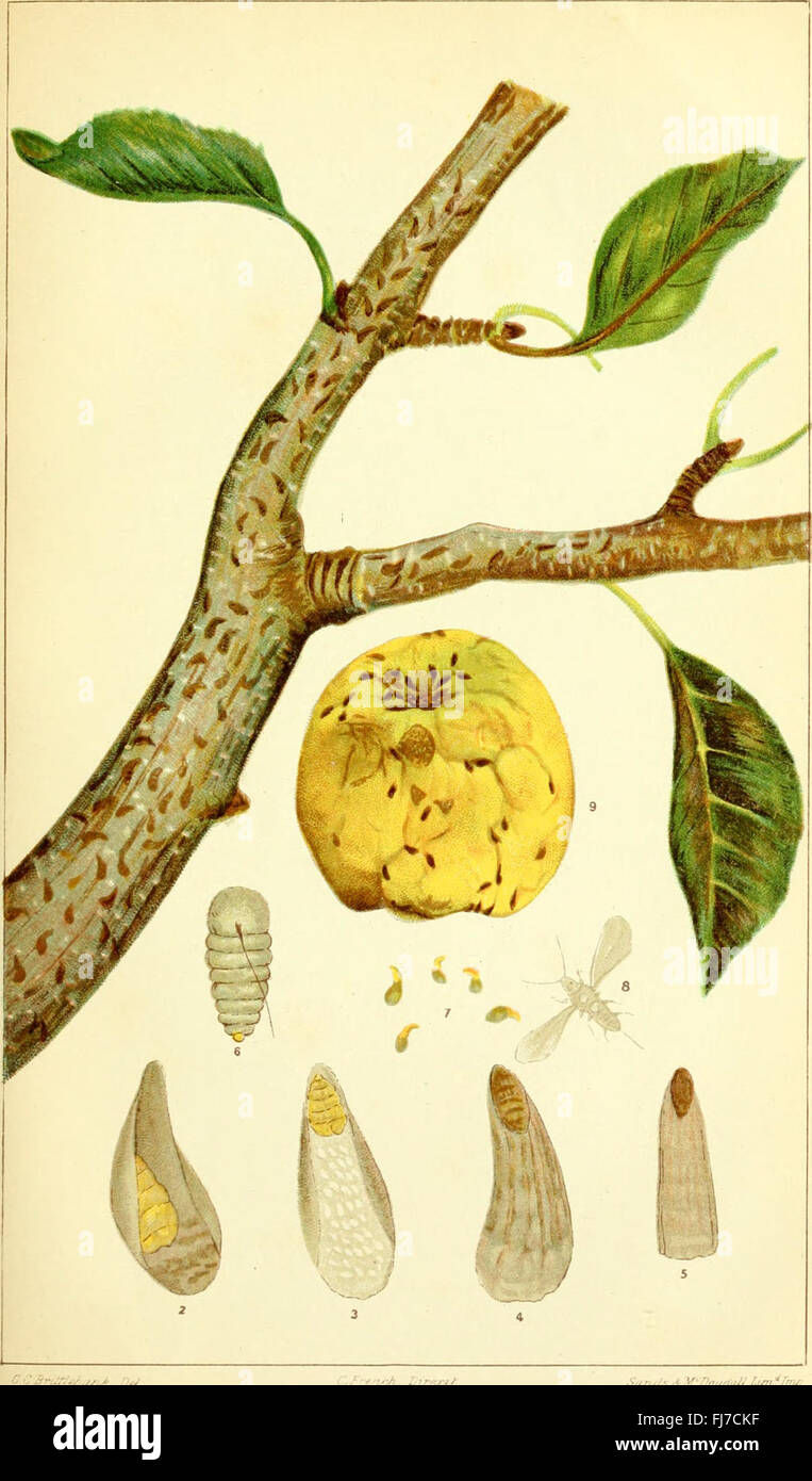 Destructive insects hi-res stock photography and images - Alamy