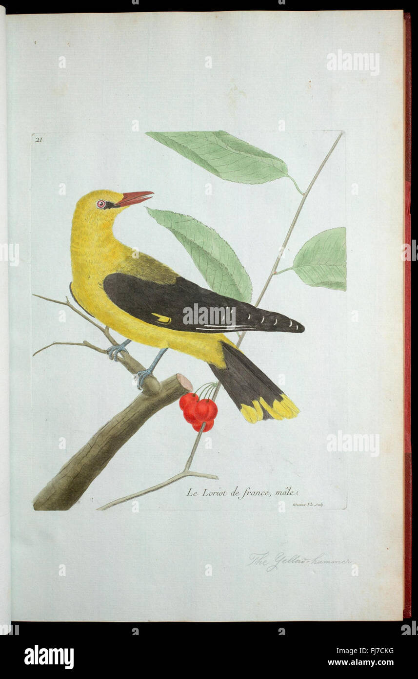Ornithologie (Page 21) - A comprehensive study of birds, focusing on ...