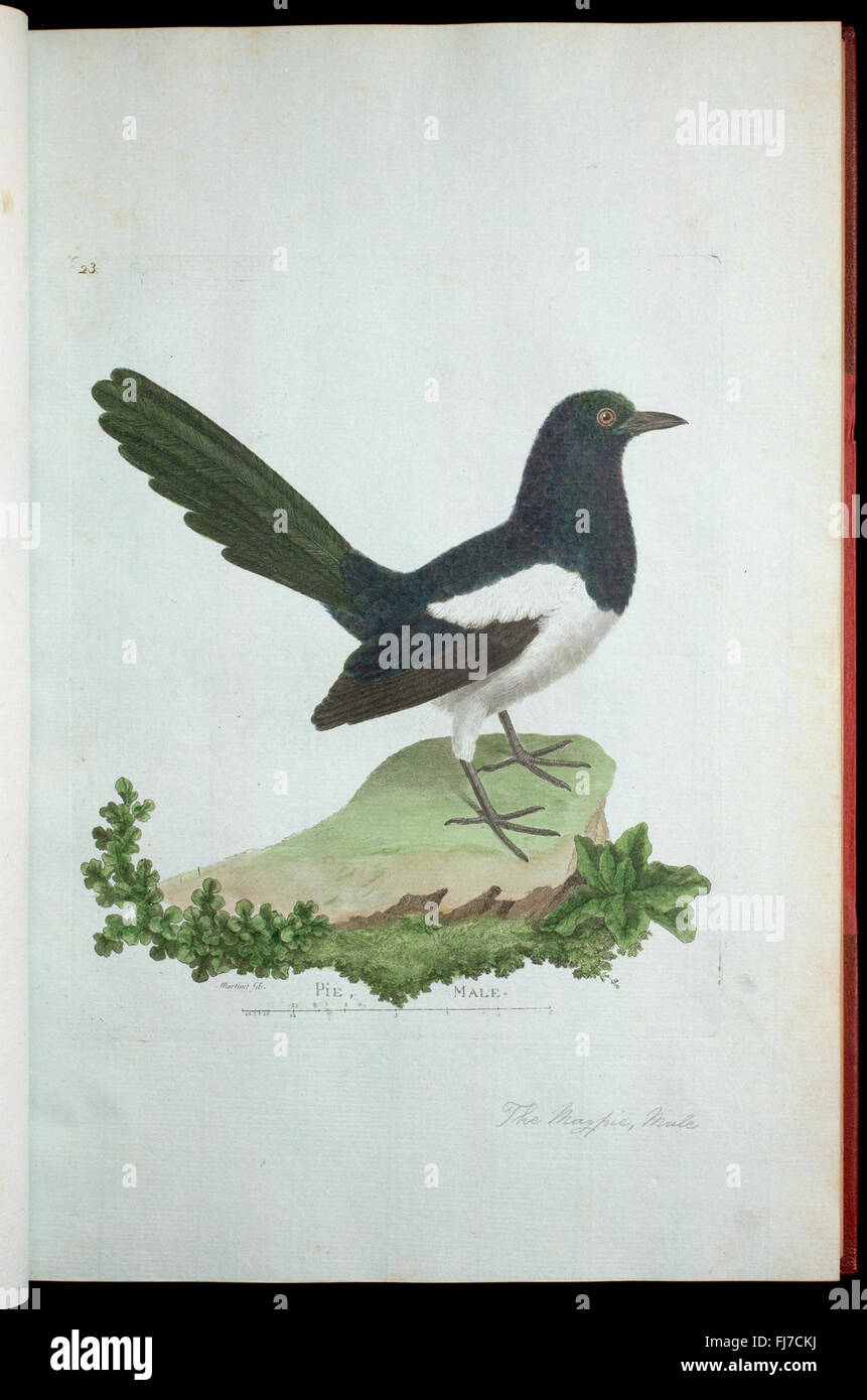 The Ornithologie collection at the Smithsonian Institution Libraries ...