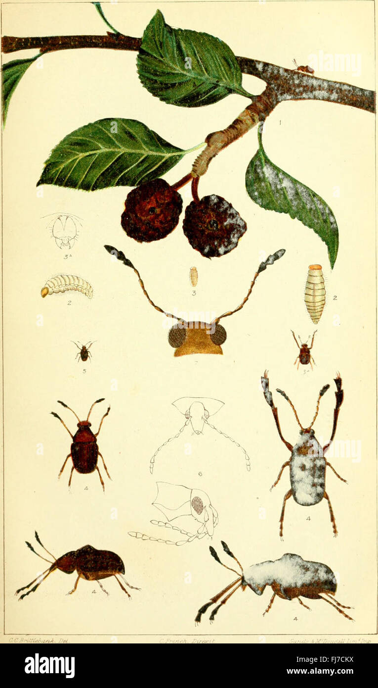 A 1891 guide to identifying and controlling destructive insect pests in ...