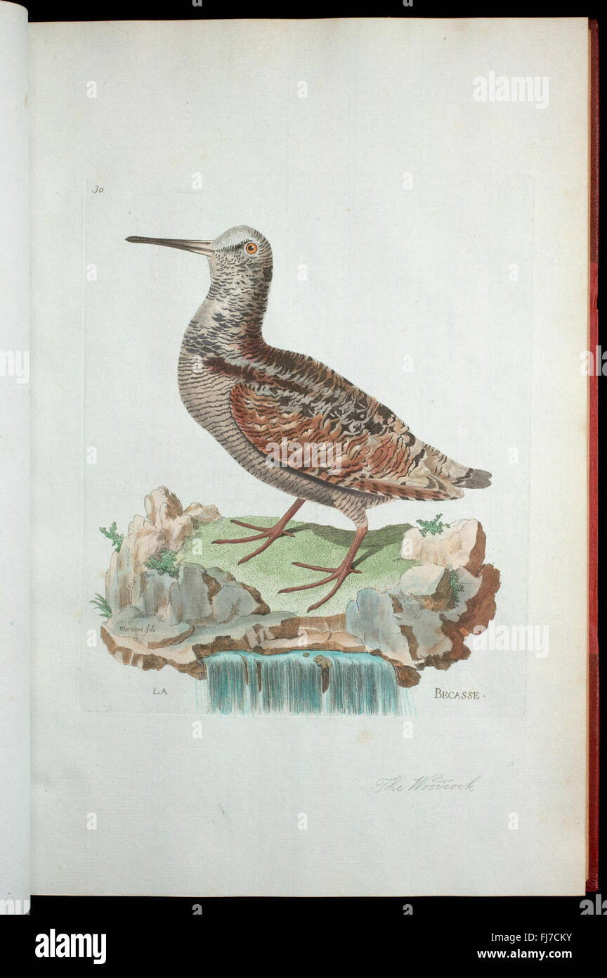 Ornithologie, an exploration of avian species, providing detailed ...