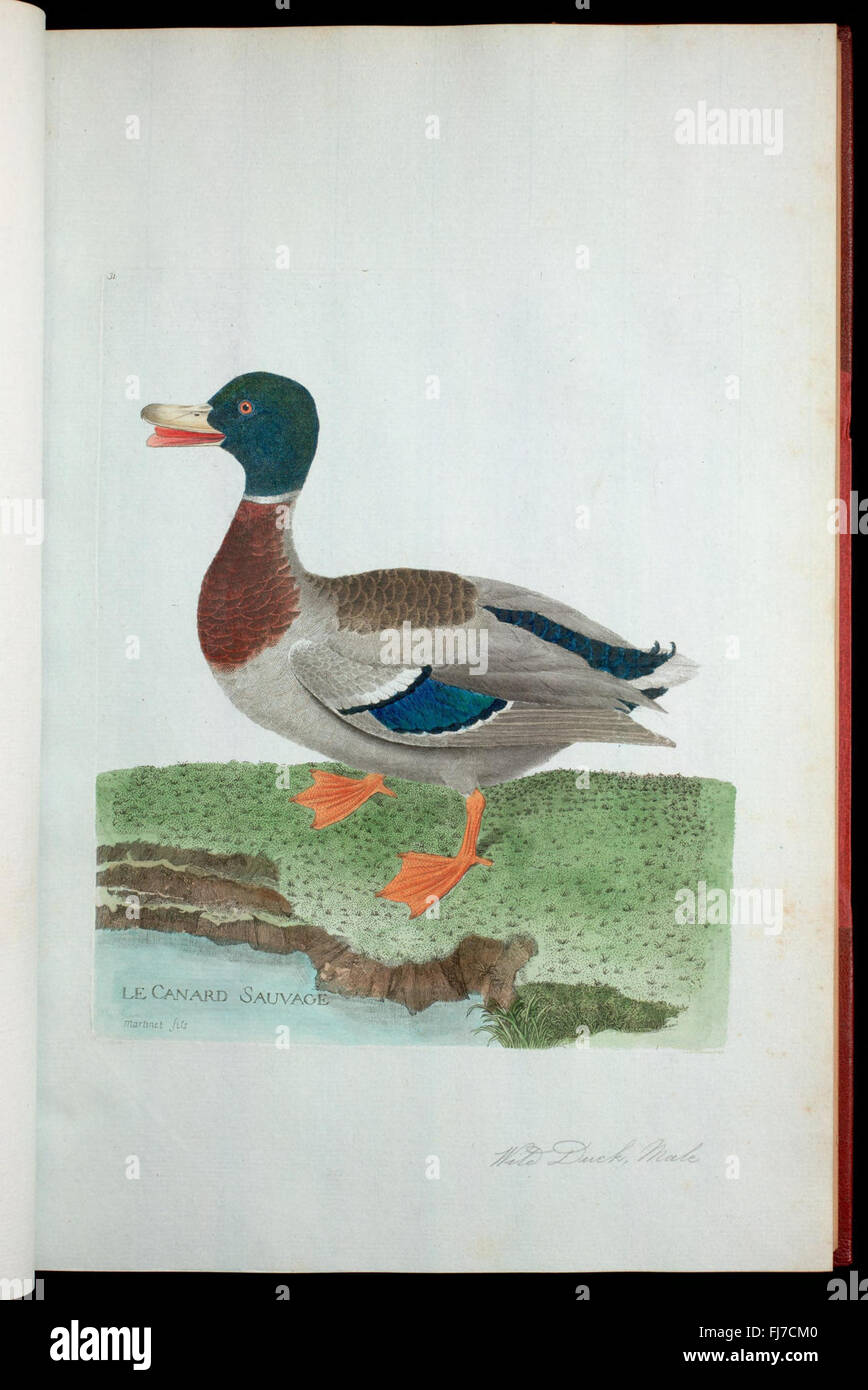 An ornithological work, featuring detailed depictions and studies of ...