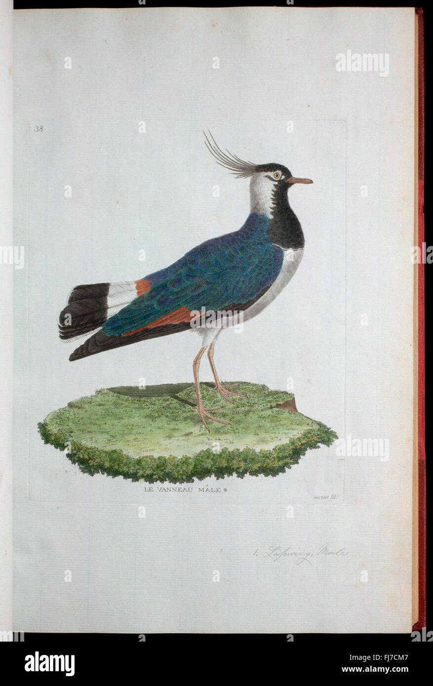 Avian species distribution hi-res stock photography and images - Alamy