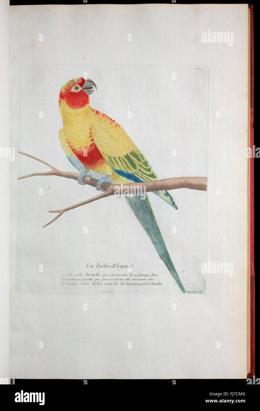 An ornithological study featuring bird species with detailed ...