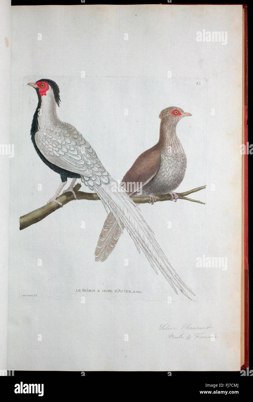 Ornithologie (Page 43): A detailed study of birds, exploring their ...