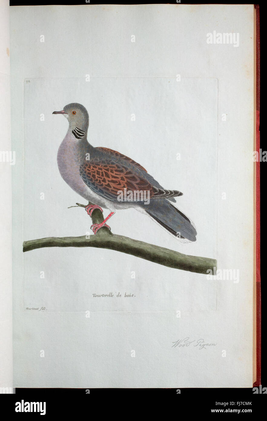 A work on ornithology, with illustrations and text focusing on various ...