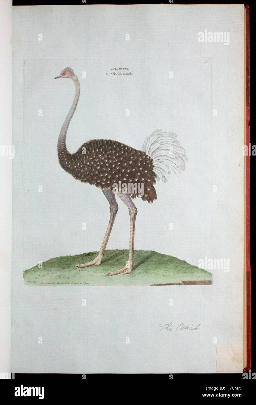 A page from an ornithological work detailing bird species and their ...