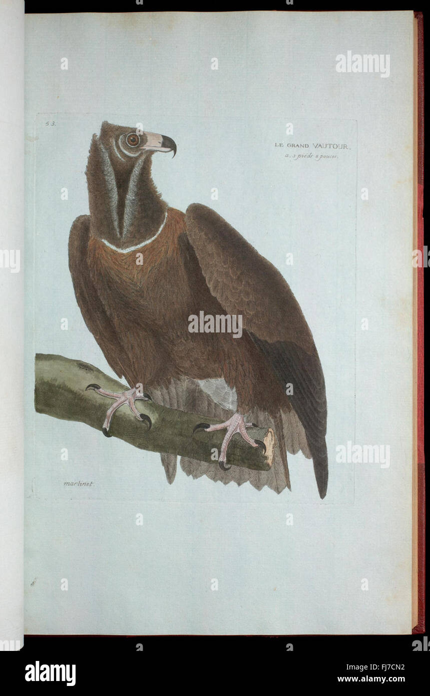 A page from 'Ornithologie,' showcasing detailed illustrations and ...