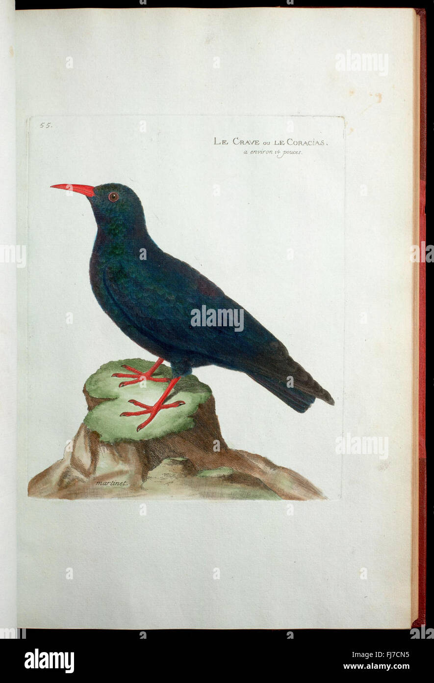 Ornithologie (Page 55) - Ornithological studies and illustrations ...