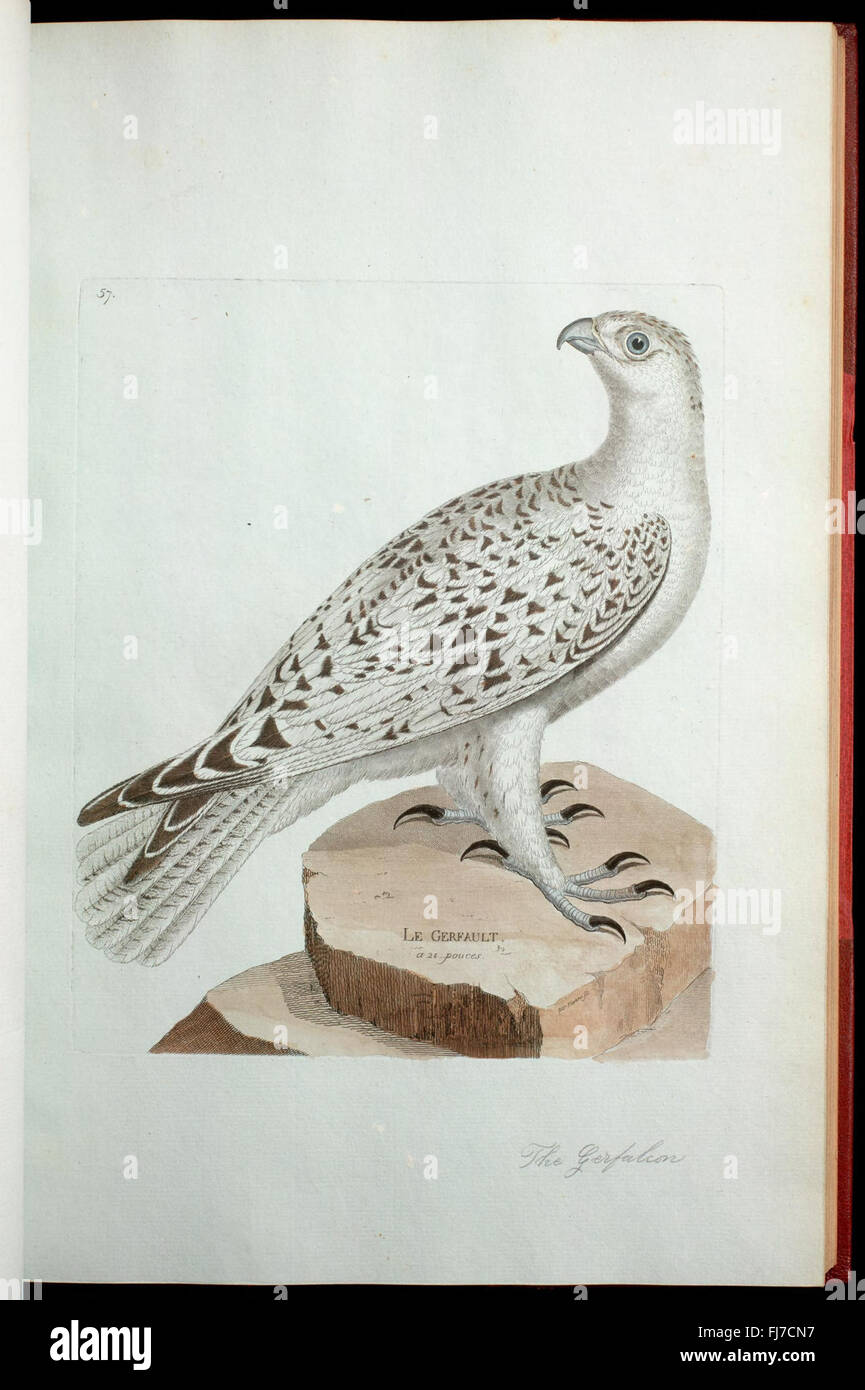 A page from 'Ornithologie', featuring illustrations and descriptions of ...