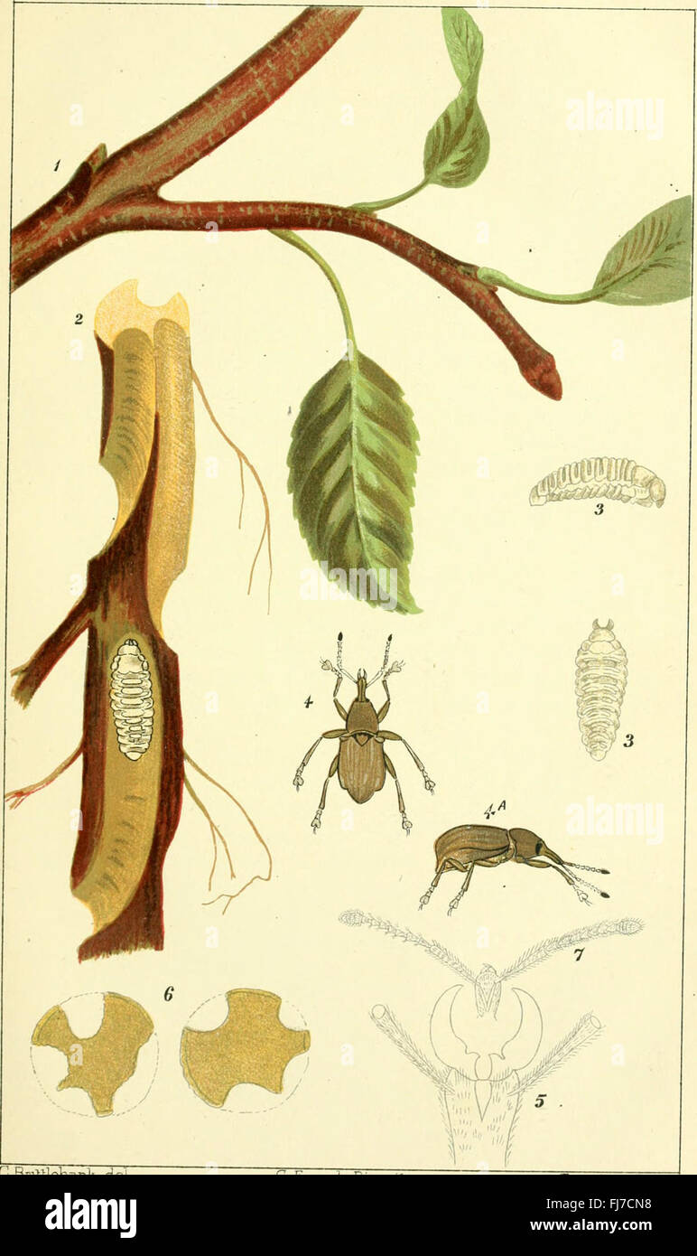 A handbook of the destructive insects of Victoria: A guide to harmful ...