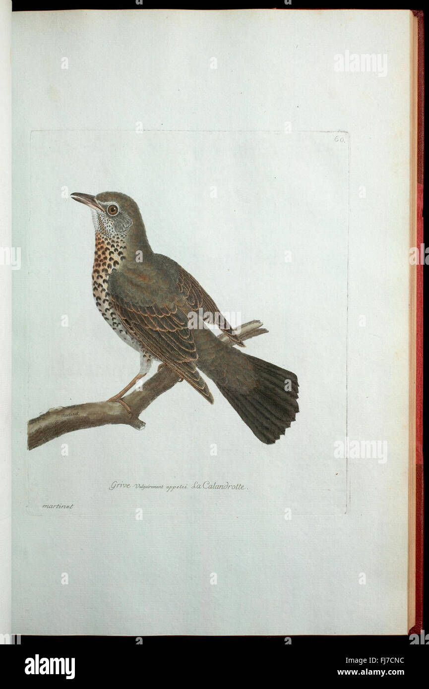 An ornithological study featuring bird species, illustrated with ...