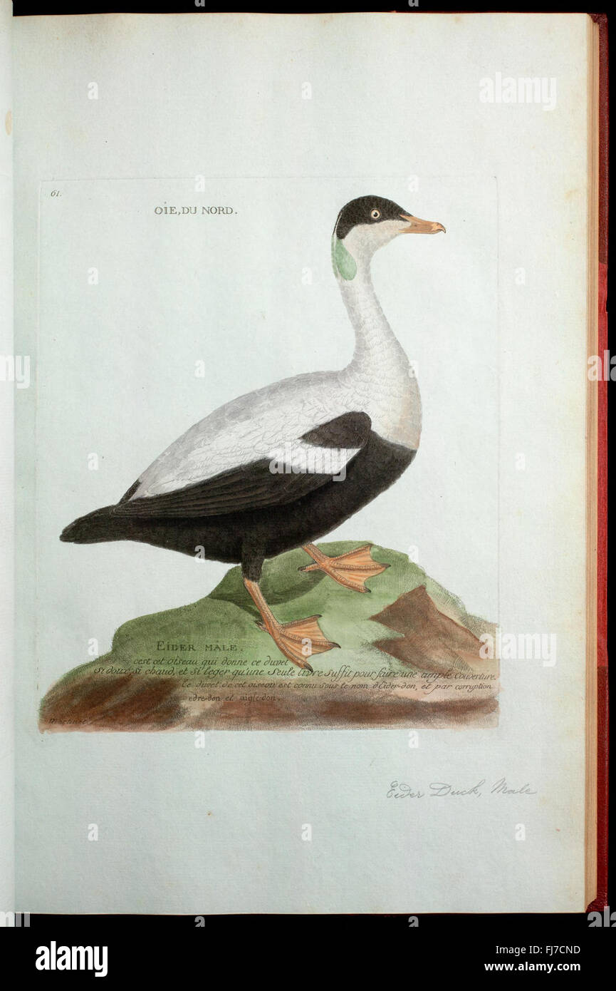 Illustrated ornithological work documenting bird species, habitats, and ...