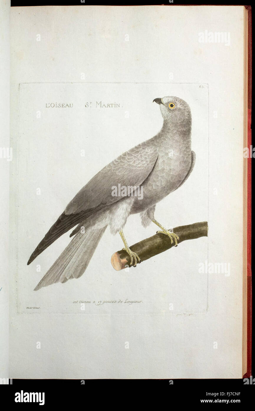 Ornithologie, continuing the study of bird species and their ecological ...