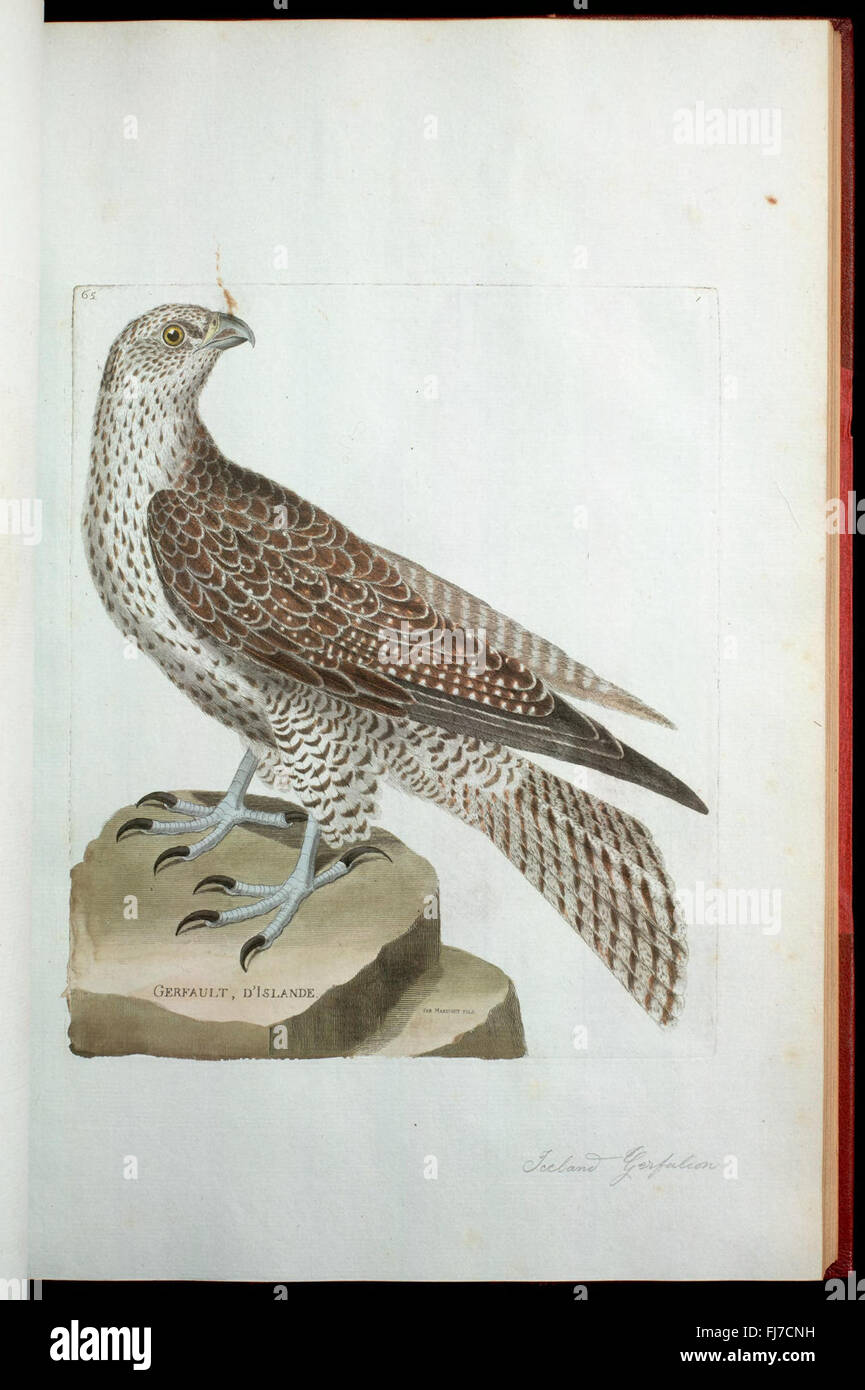 Ornithologie (Page 65) - A pictorial ornithological work documenting ...