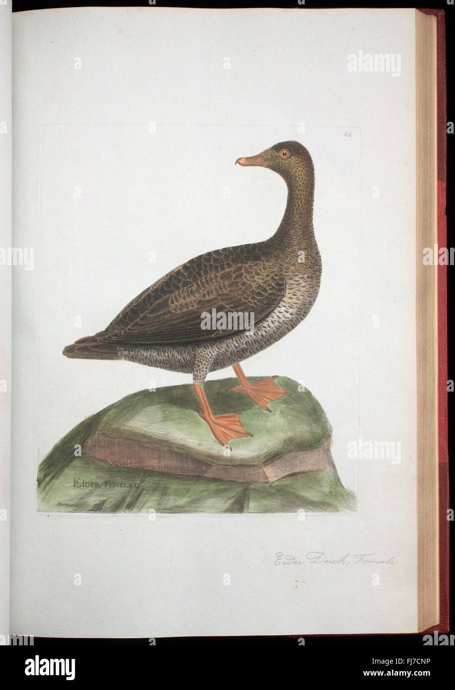 Detailed bird illustrations from a 19th-century ornithology work ...