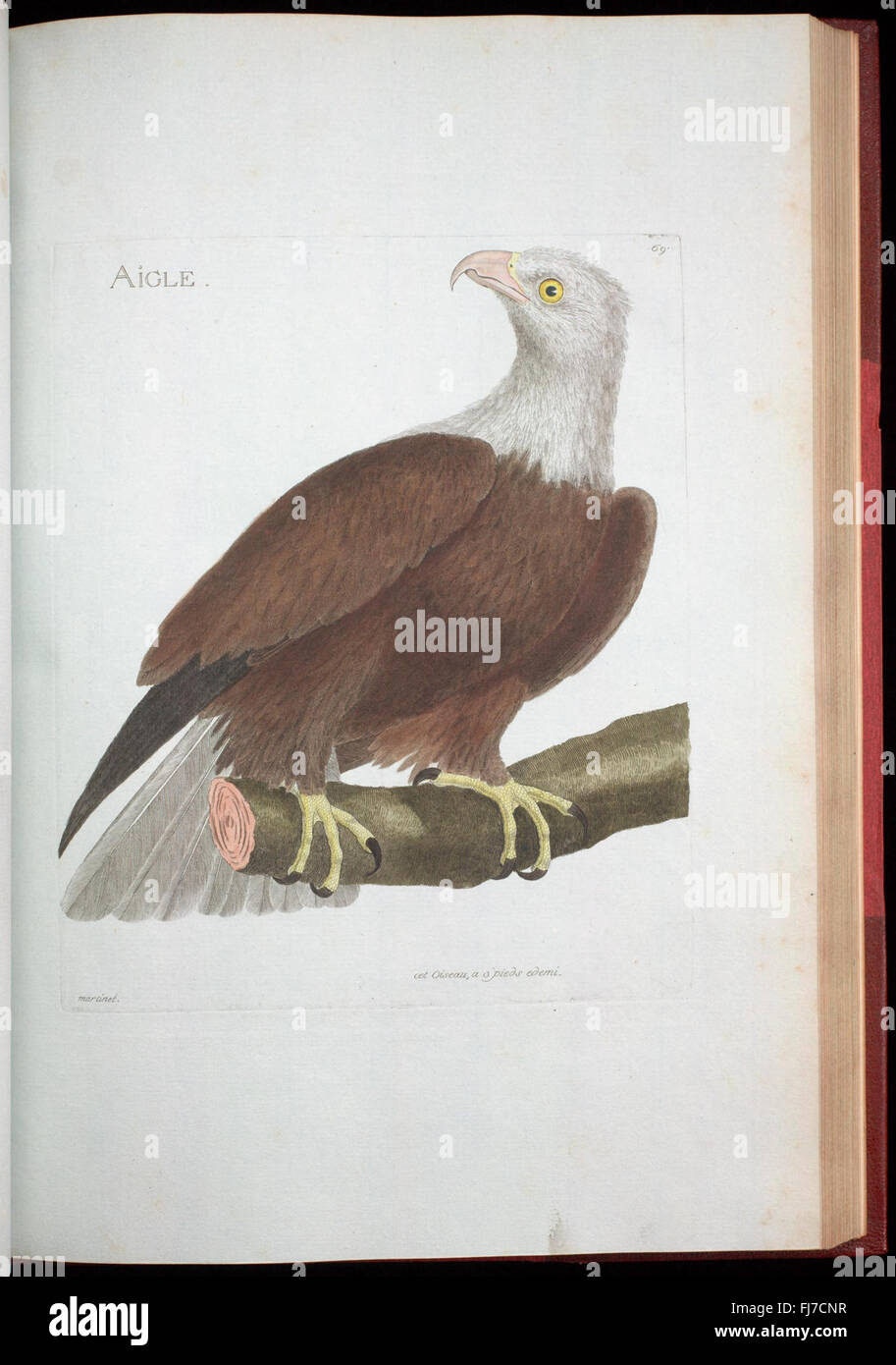 A detailed study of birds, with a focus on their anatomy, behavior, and ...