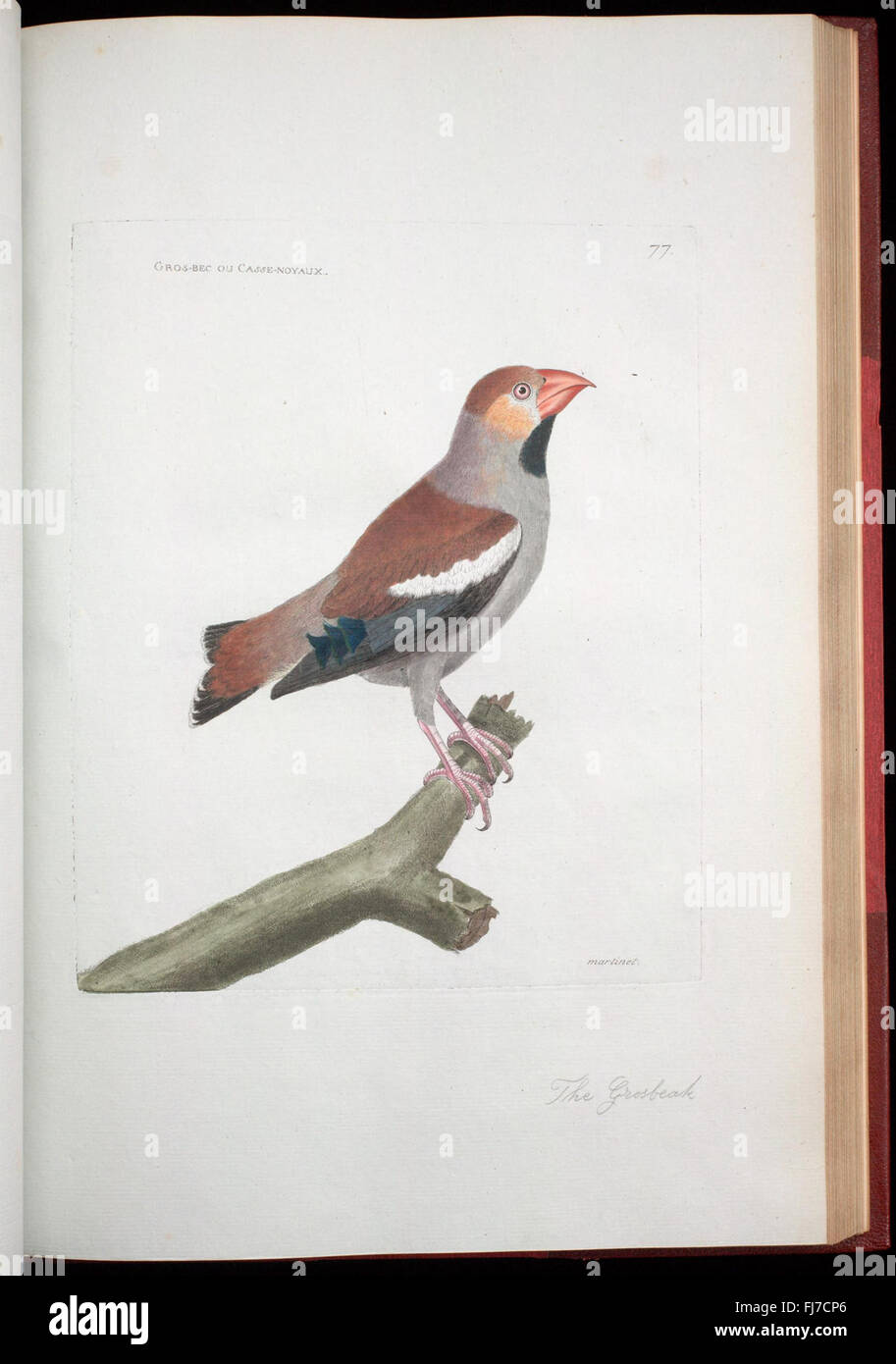 An ornithological study documenting various bird species with detailed ...