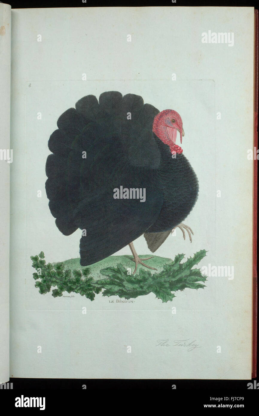 Birds, ornithology, avian species, bird research, bird behavior ...