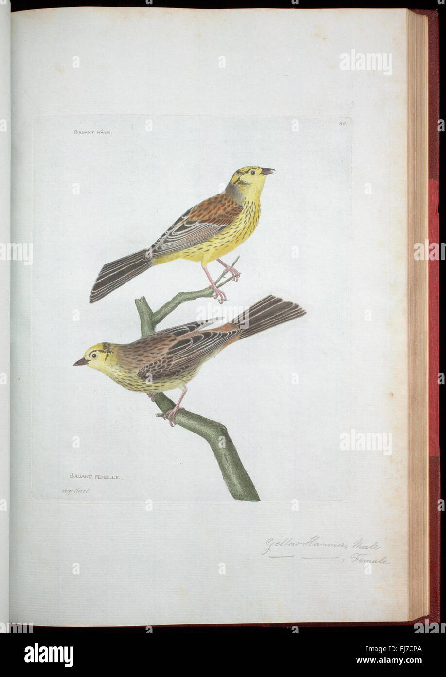 A detailed study of bird species, exploring avian behavior ...