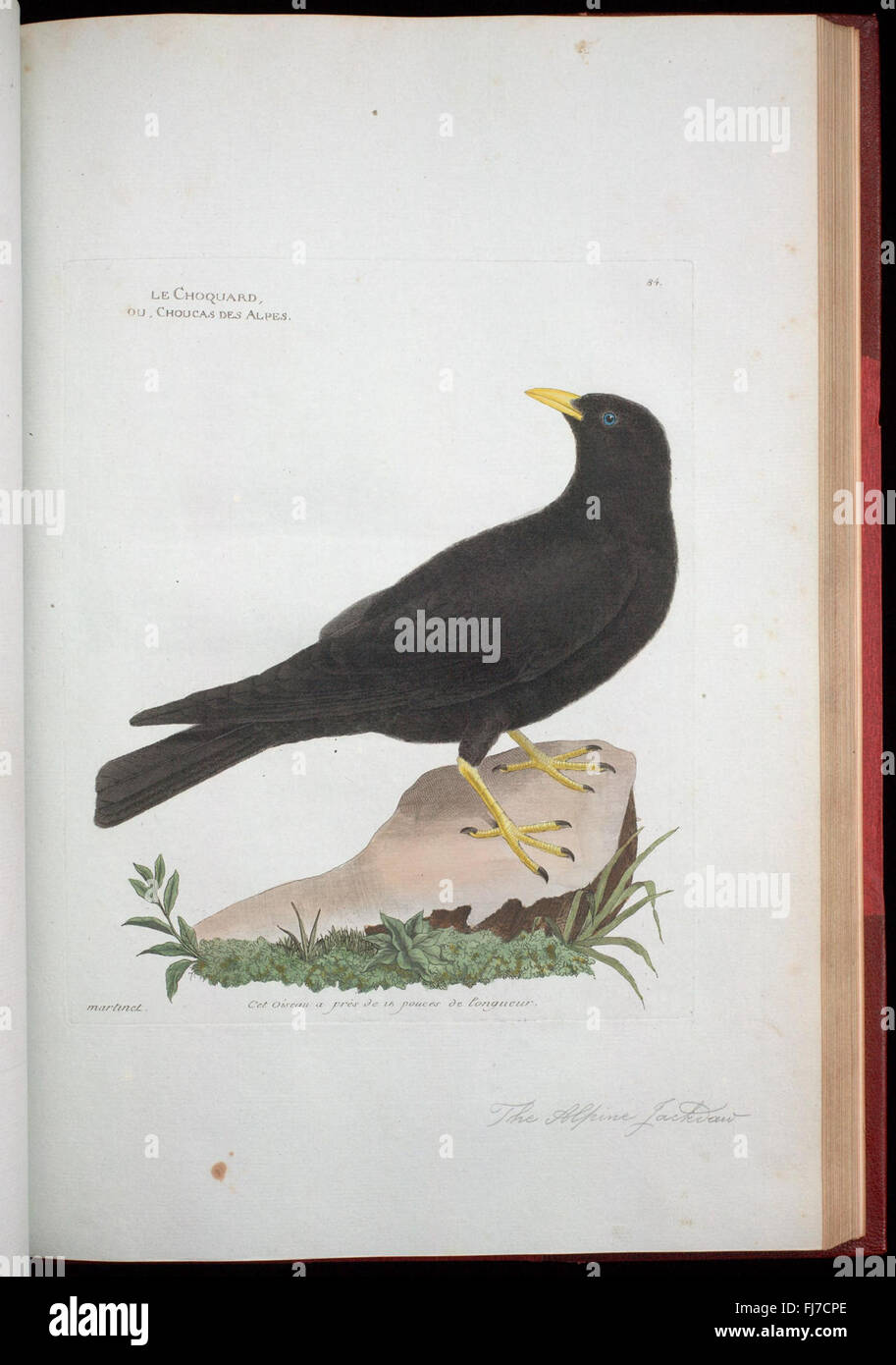 Ornithology book page focusing on bird species, their habitats ...