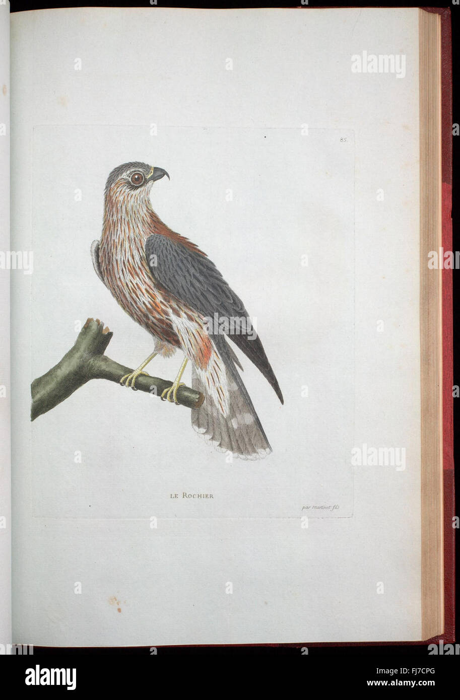 Featuring species and behaviors hi-res stock photography and images - Alamy