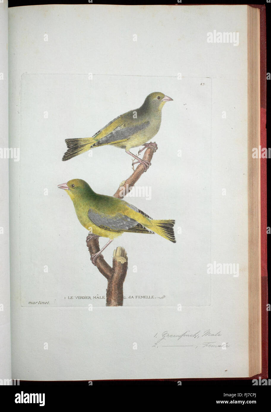 A page from a comprehensive ornithology book, featuring various bird ...